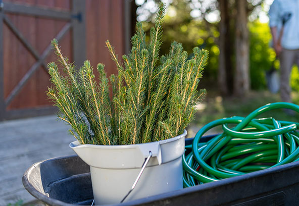 Buy Trees Online – Shop the Arbor Day Tree Nursery
