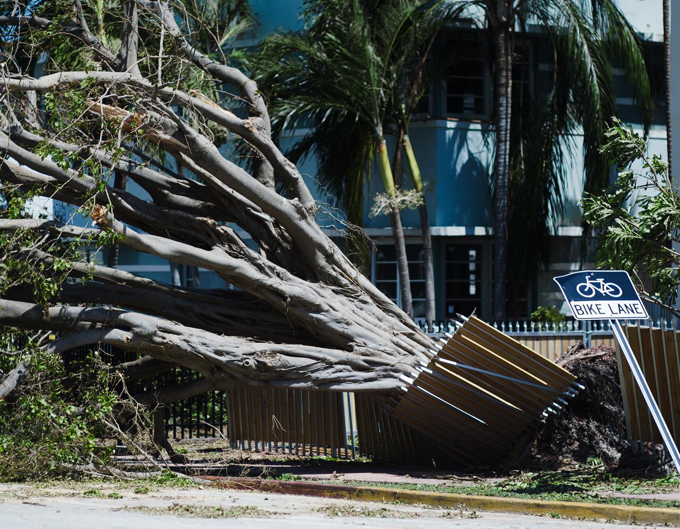 Help communities recover after natural disasters – Arbor Day Foundation