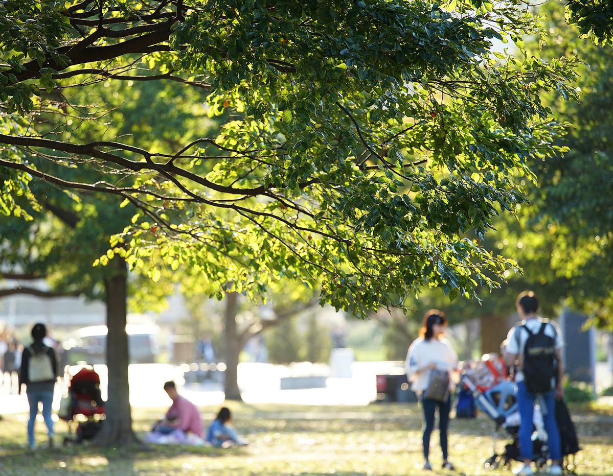 Donate to support tree planting programs – Arbor Day Foundation